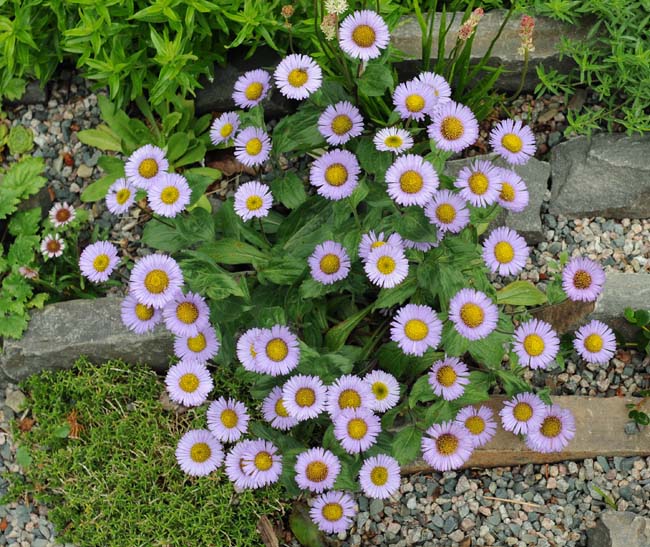 Aster himalaicus | North American Rock Garden Society
